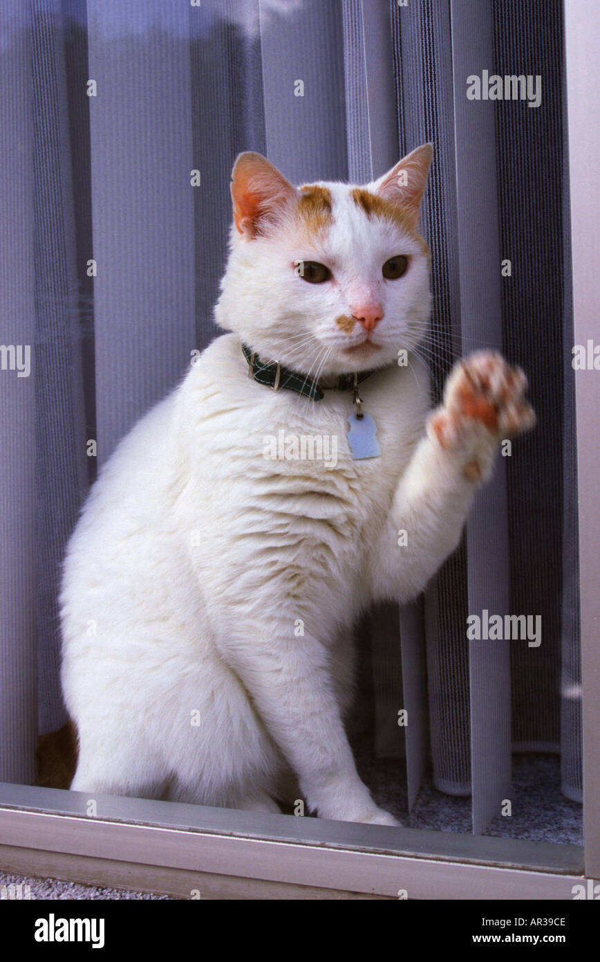 Cat on the window Stock Photo - Alamy