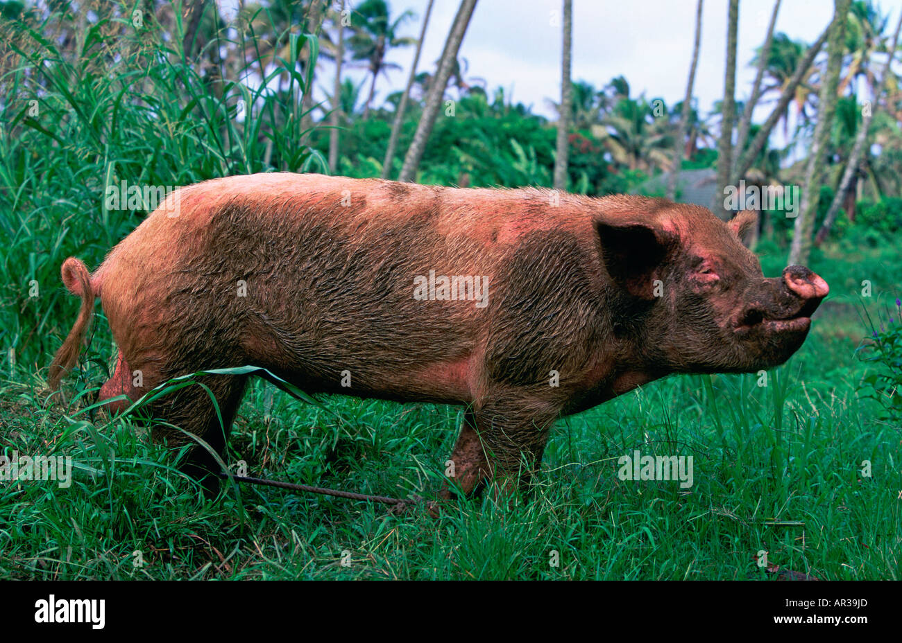 Pig hog boar Stock Photo - Alamy