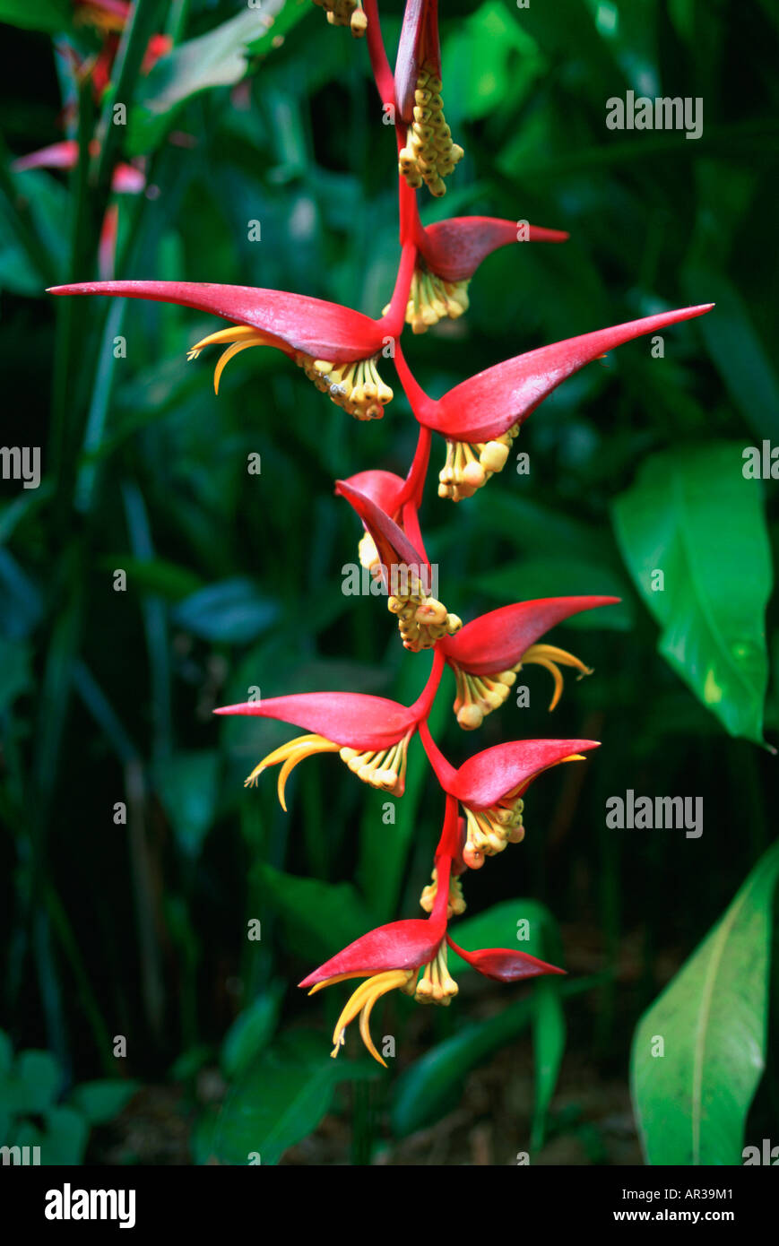 Hanging red heliconia flower Stock Photo - Alamy