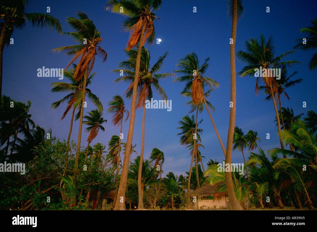 Moon through coconut trees hi-res stock photography and images - Alamy