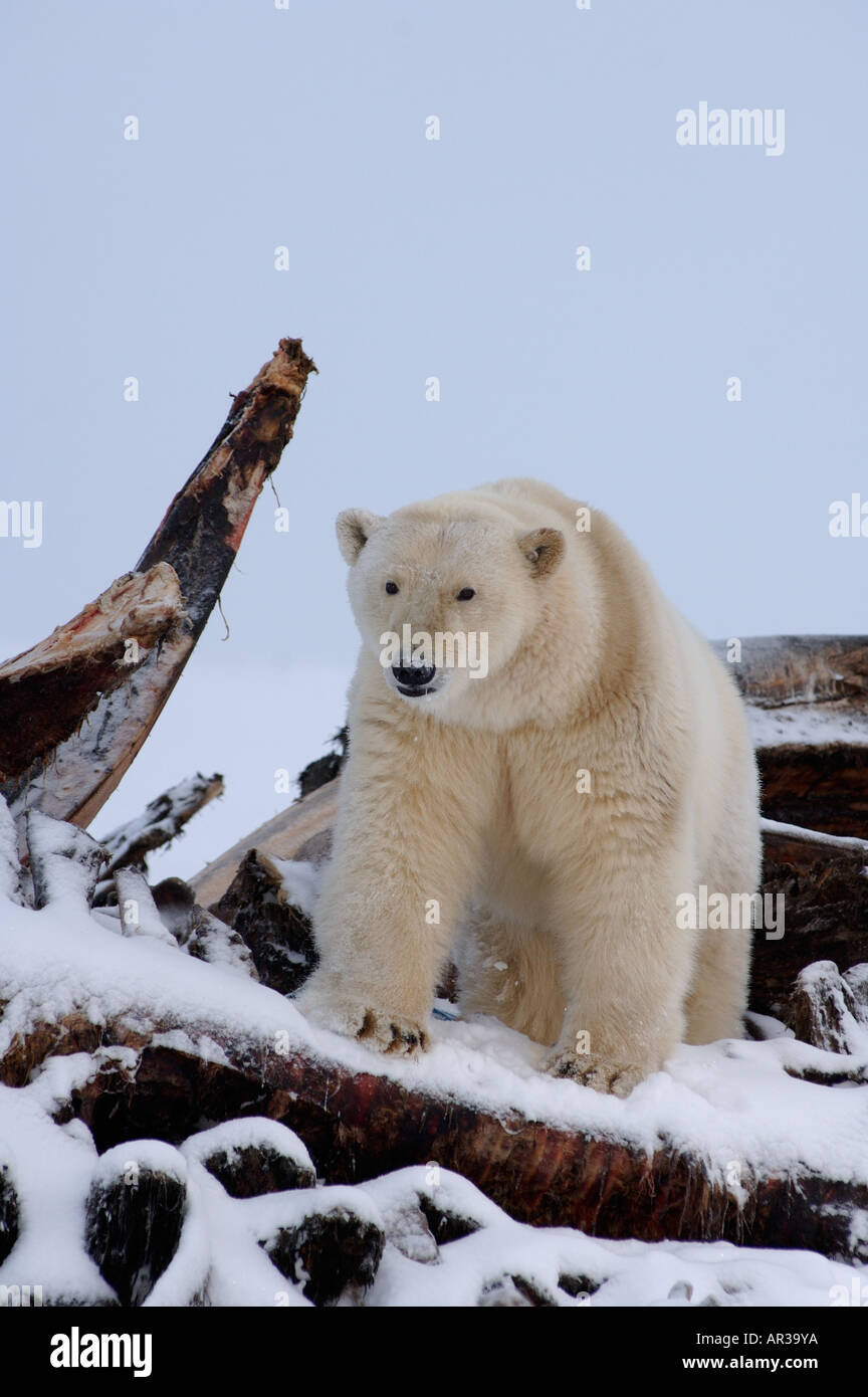 polar bear with a bowhead whale Balaena mysticetus carcass on the pack ...