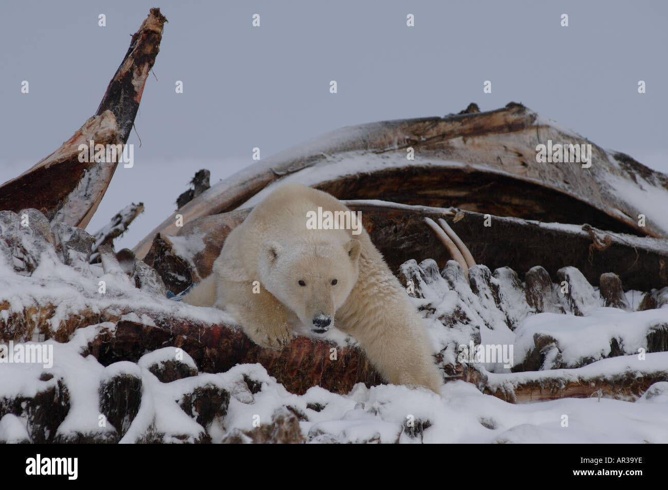 polar bear with a bowhead whale Balaena mysticetus carcass on the pack ...