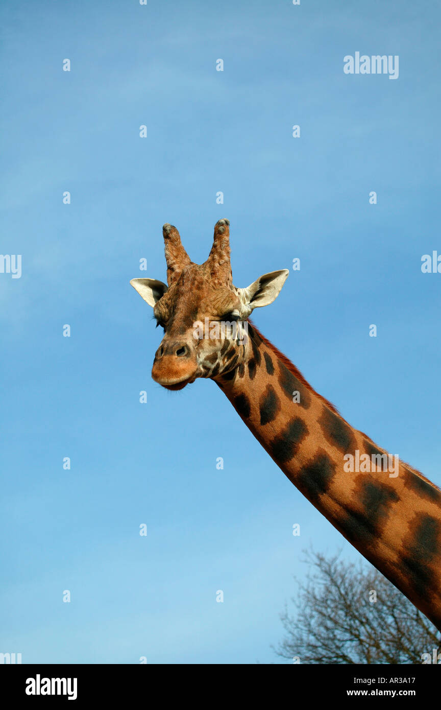 Giraffe with blue sky background at Edinburgh Zoo Scotland UK Stock ...