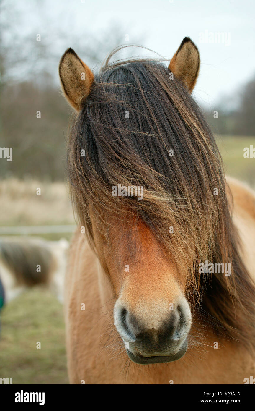 Long fringe hi-res stock photography and images - Alamy