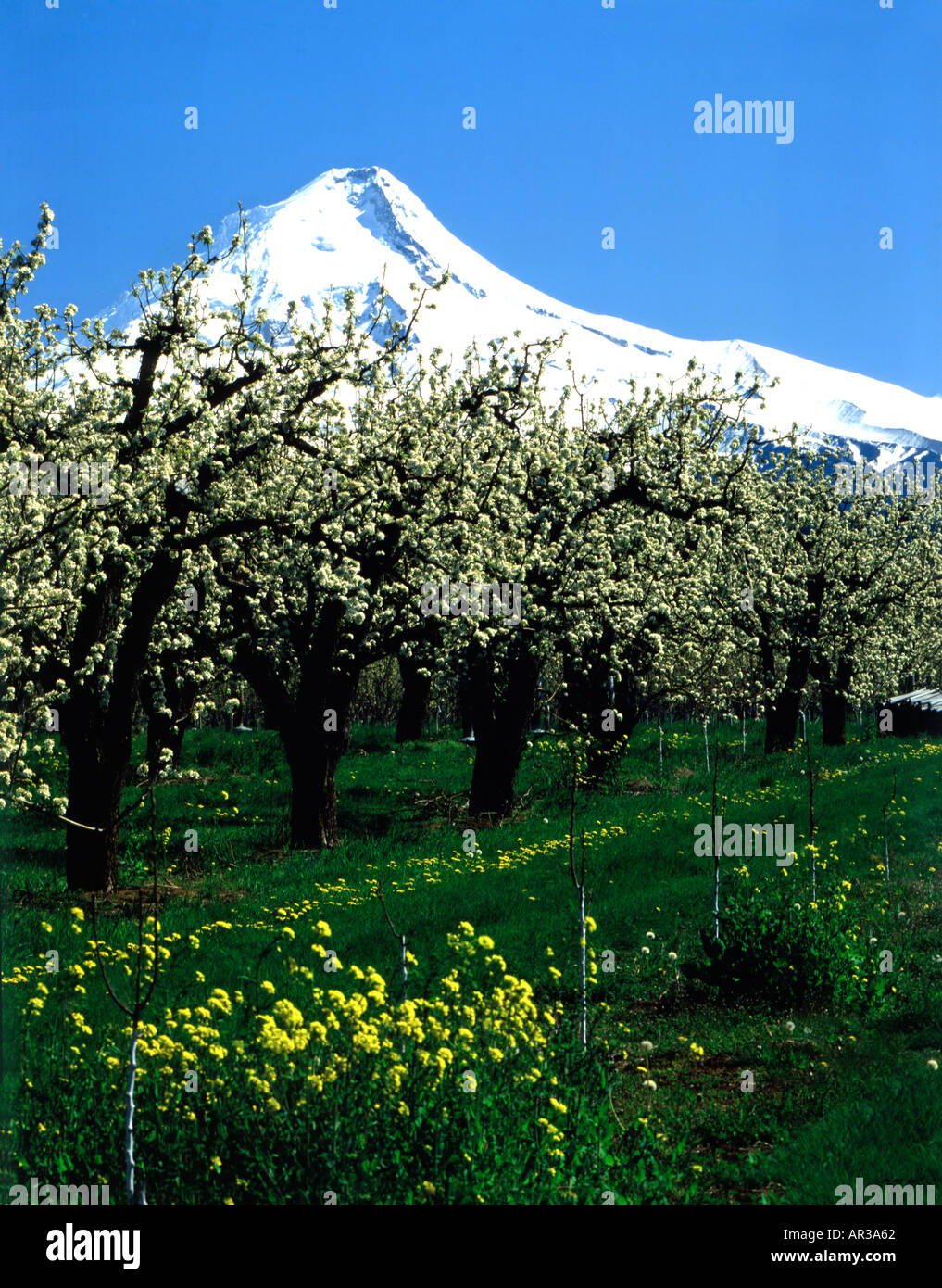 Ancient apple trees hi-res stock photography and images - Alamy