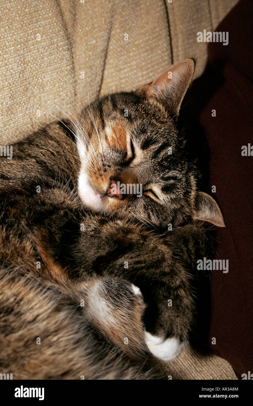 A TORTOISESHELL TABBY CAT ENJOYING A SNOOZE Stock Photo - Alamy