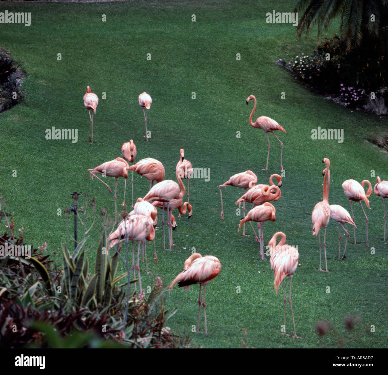 Long legged rosy colored Flamingos parade on the grounds of a Miami ...