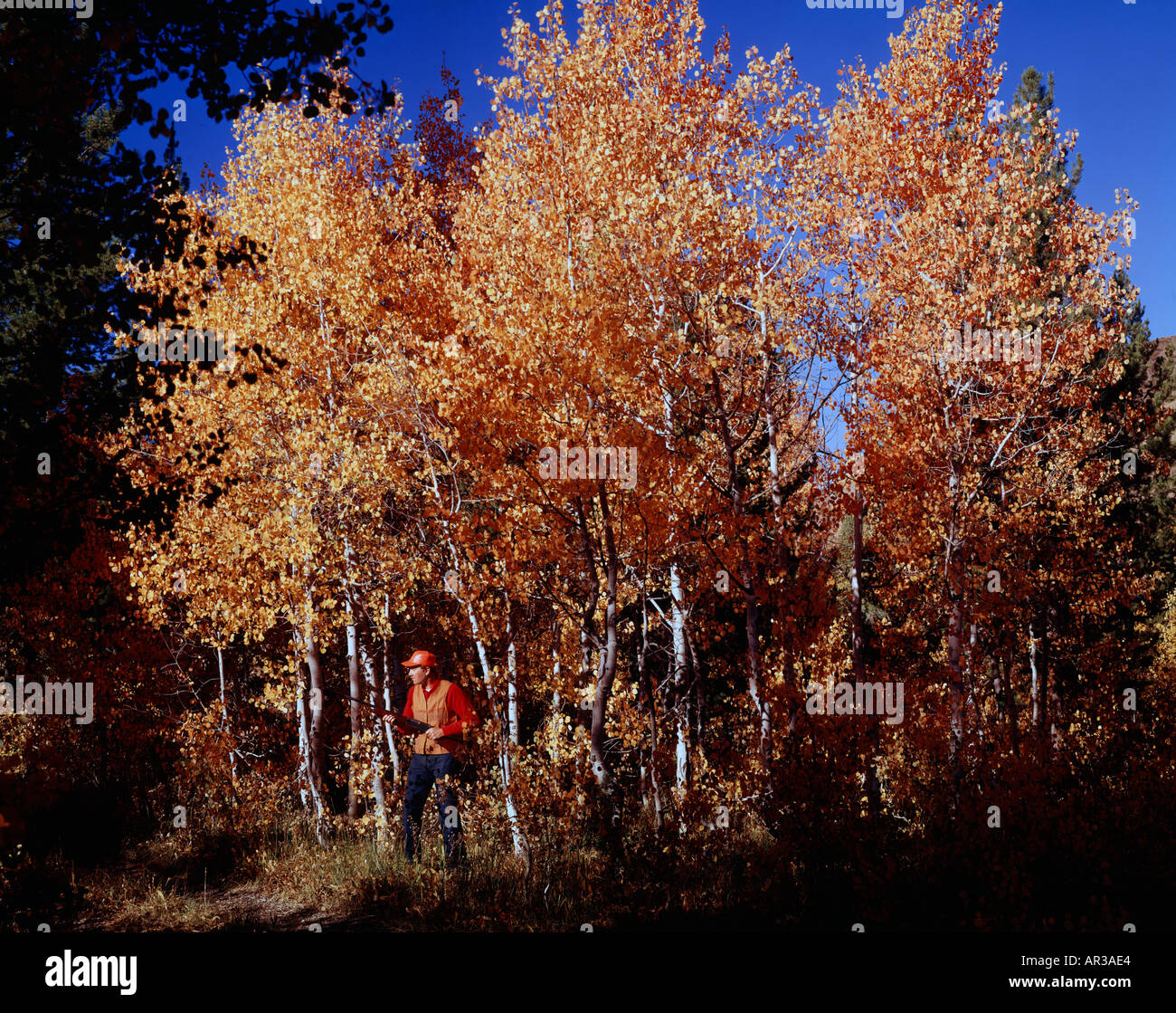 Tall sportsman hi-res stock photography and images - Alamy