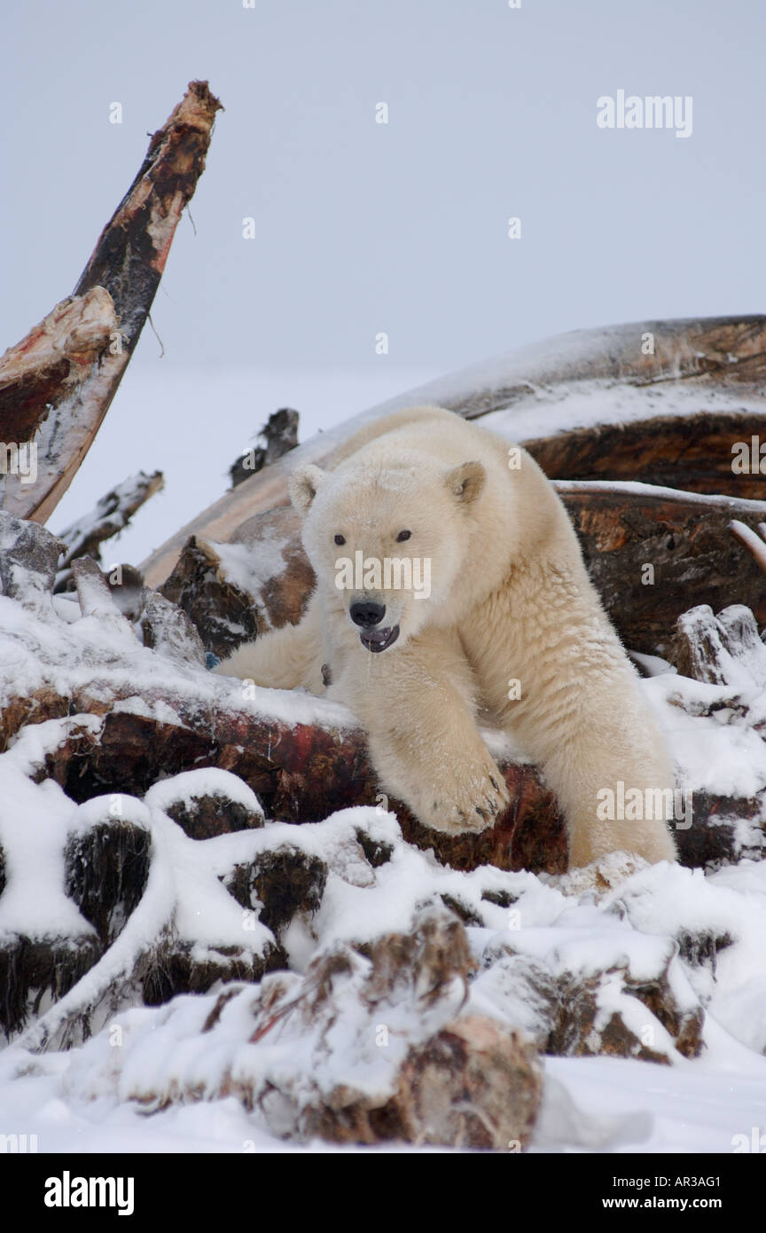 polar bear with a bowhead whale Balaena mysticetus carcass on the pack ...