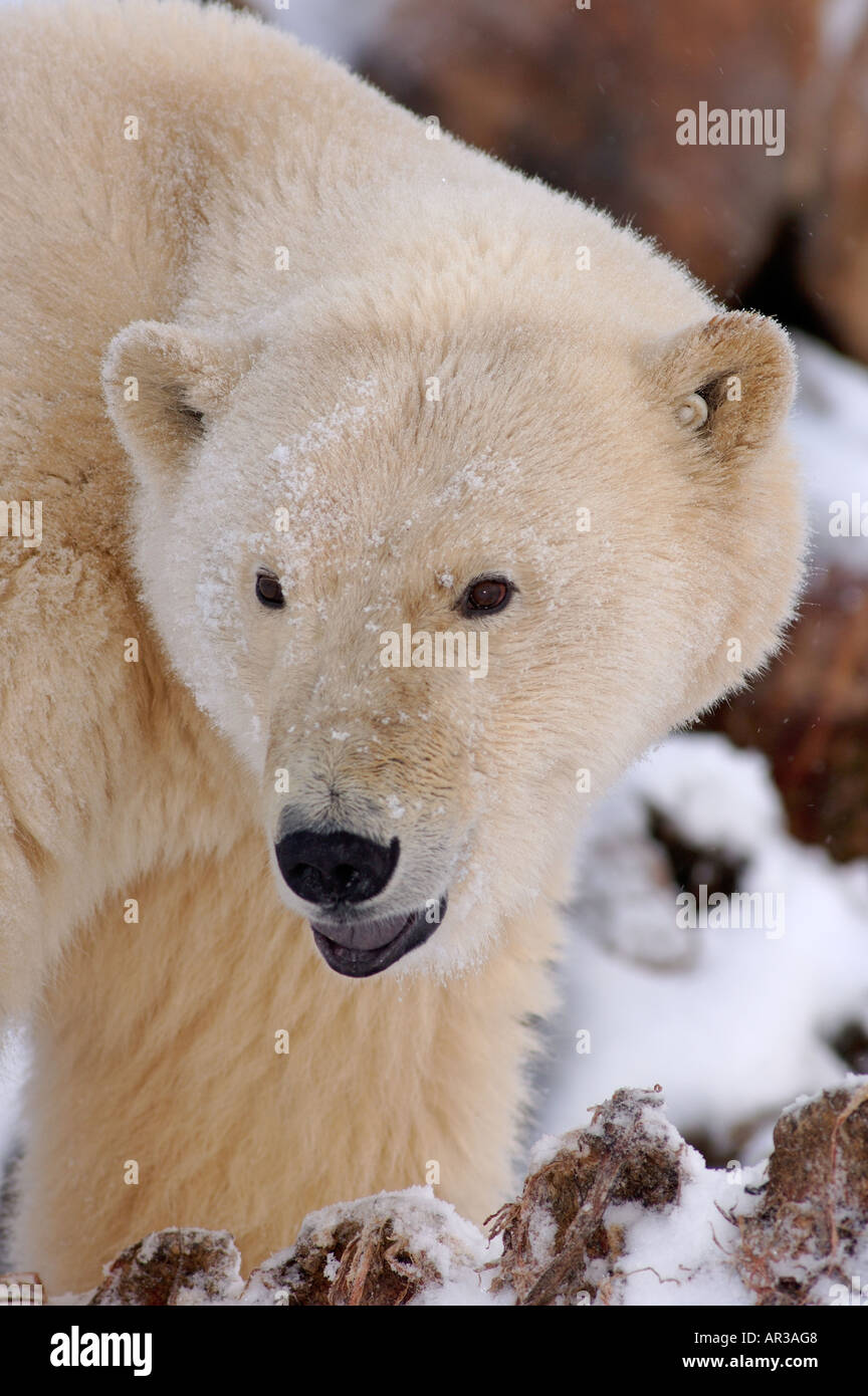 polar bear with a bowhead whale Balaena mysticetus carcass on the pack ...