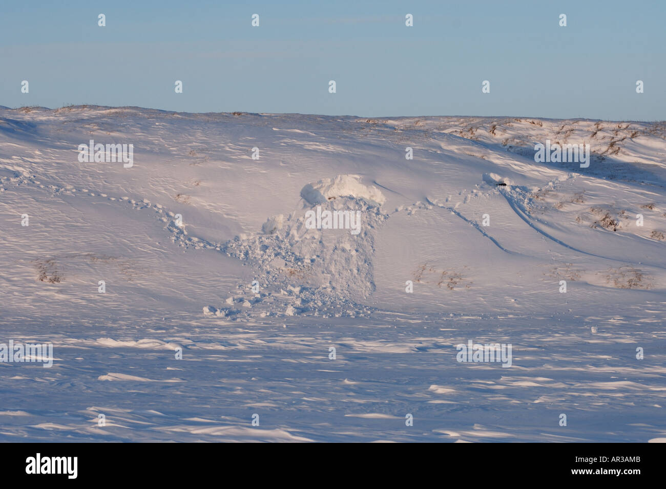 Female polar bear digging den hi-res stock photography and images - Alamy