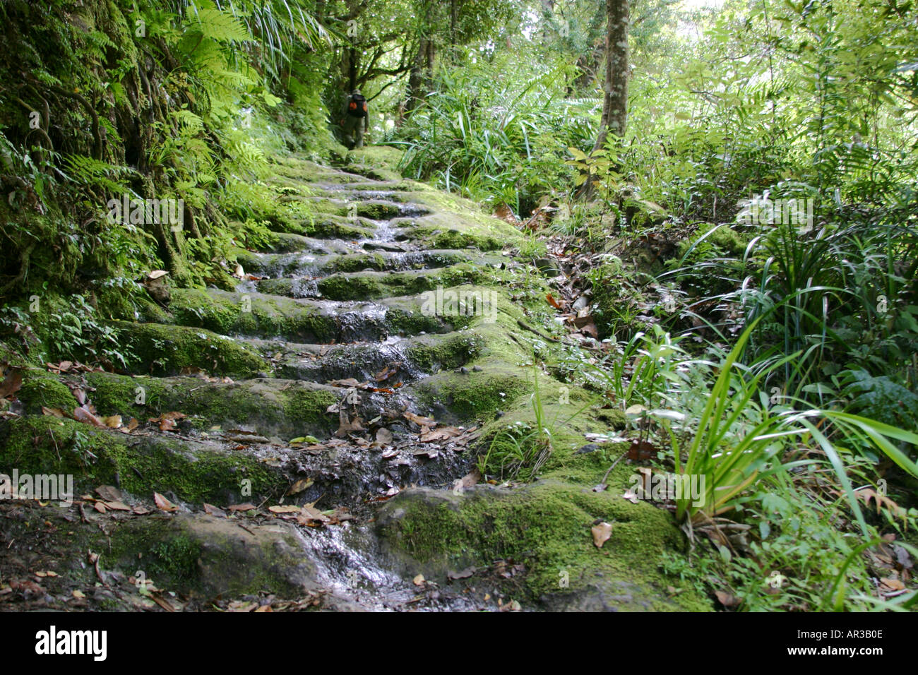 Kauri trail hi-res stock photography and images - Alamy