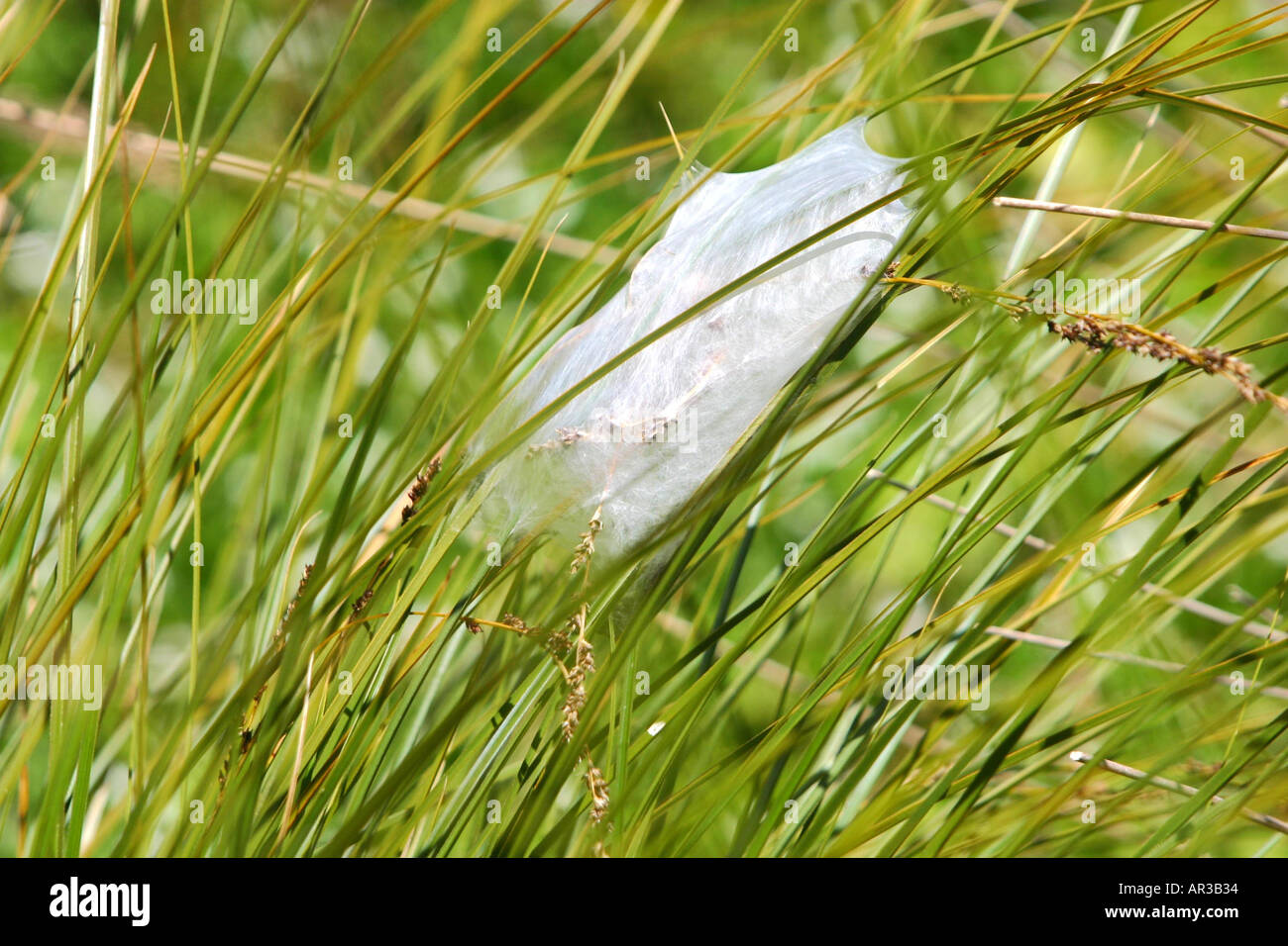 Nurseryweb spider nest built in tall grass New Zealand Stock Photo - Alamy