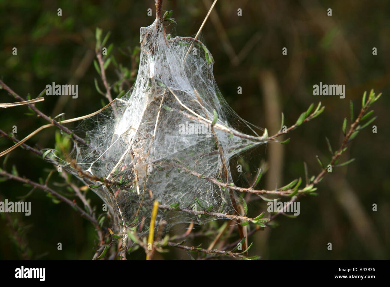 Nurseryweb spider nest in branches New Zealand Stock Photo - Alamy