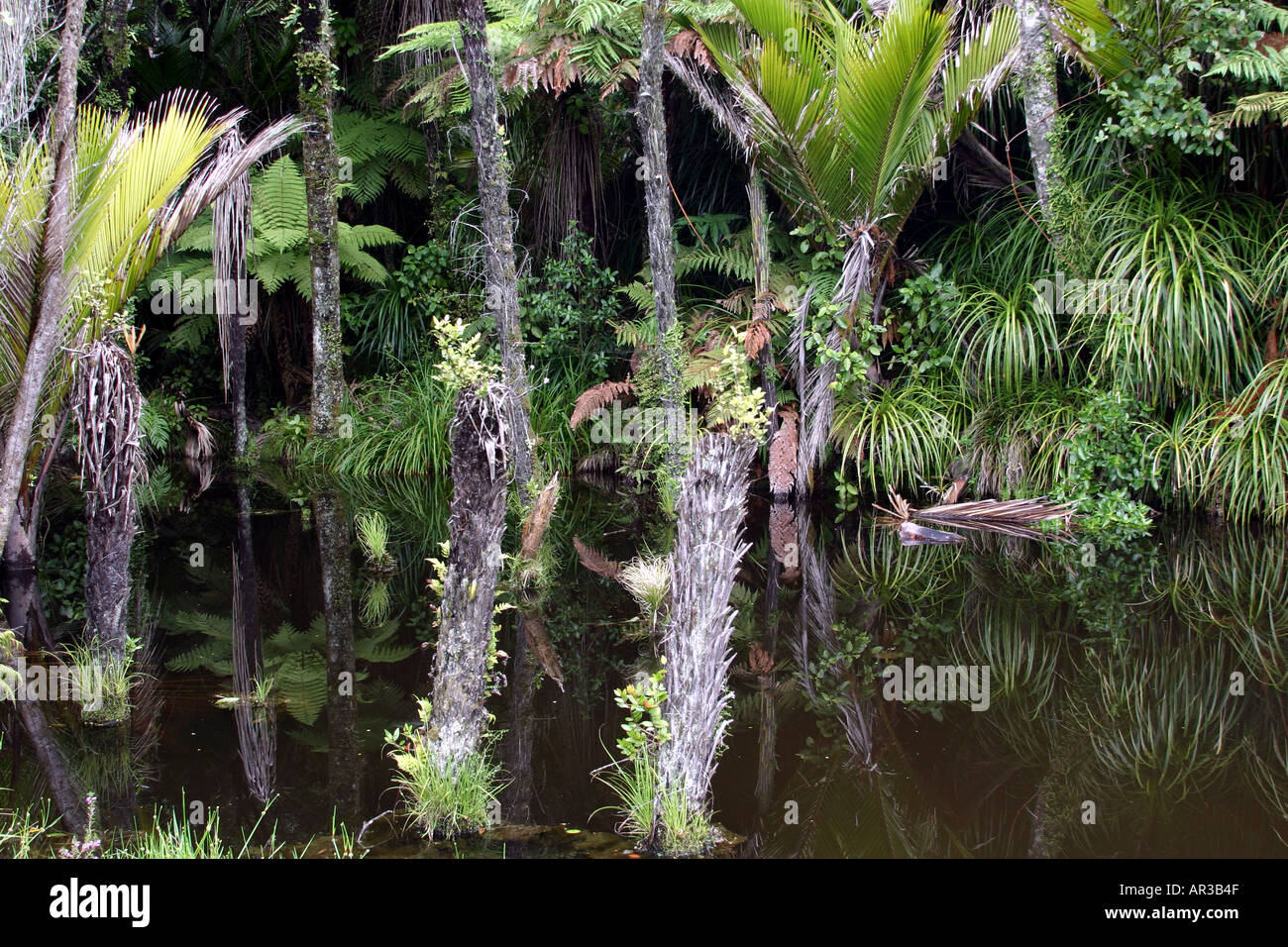 Tree nikau palm native hi-res stock photography and images - Alamy