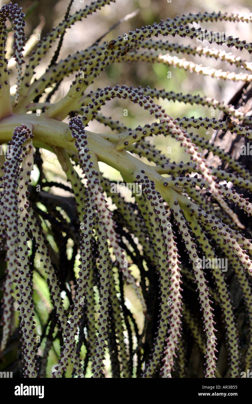 Nikau palm tree hi-res stock photography and images - Alamy
