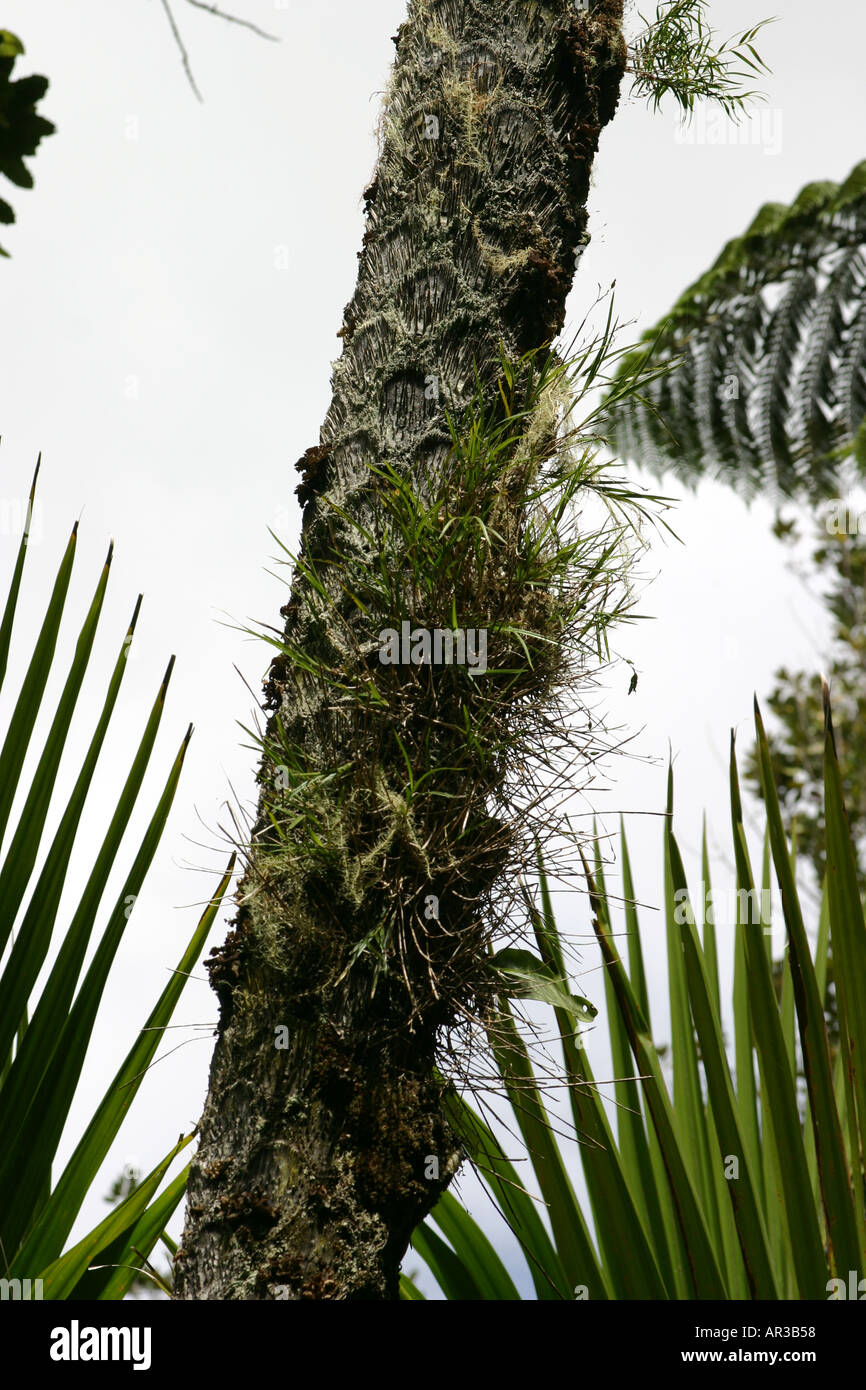 Tree Fern trunk with distinct hexagonal patterns New Zealand Stock ...