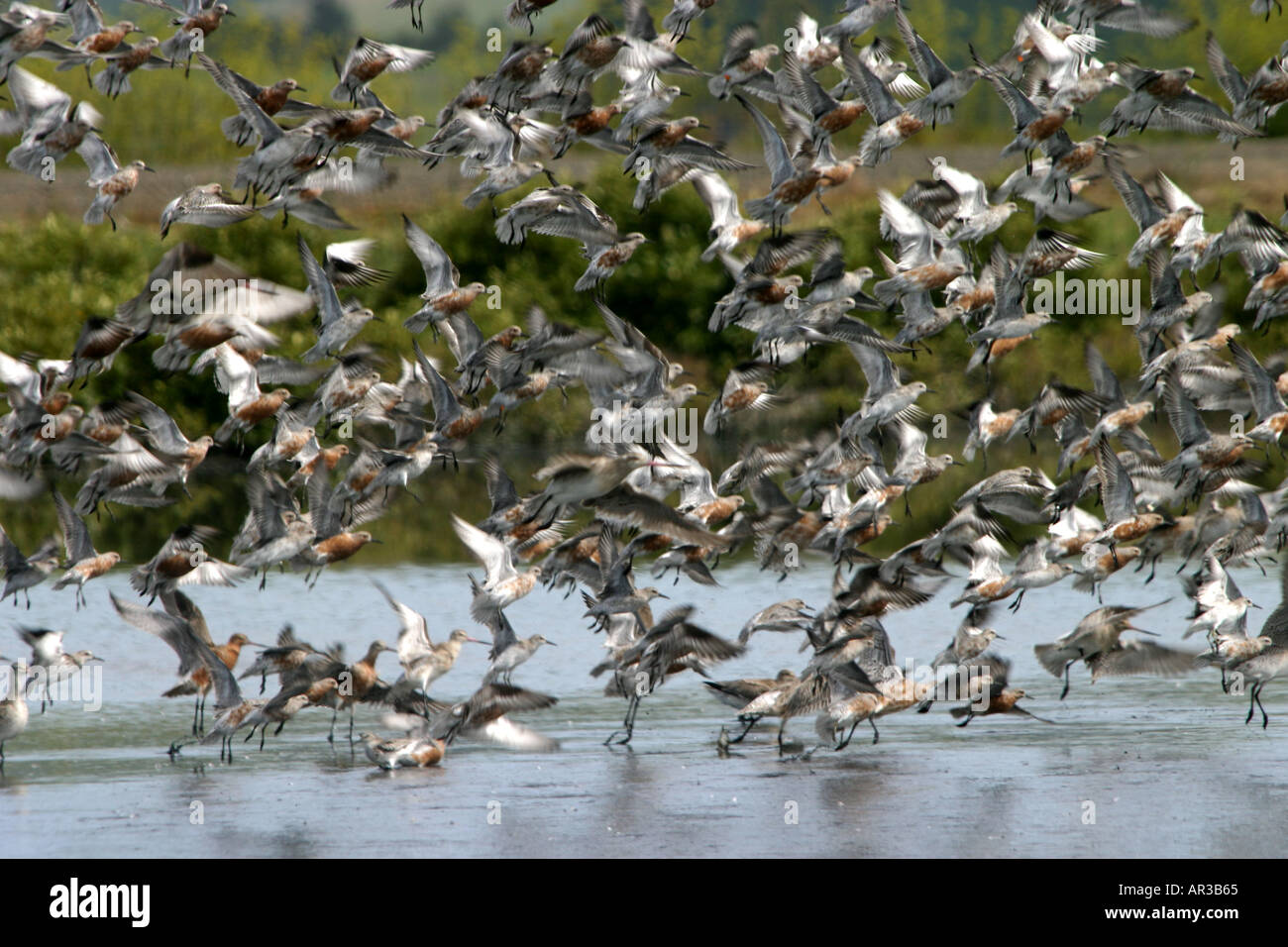 Godwits in new zealand hi-res stock photography and images - Alamy