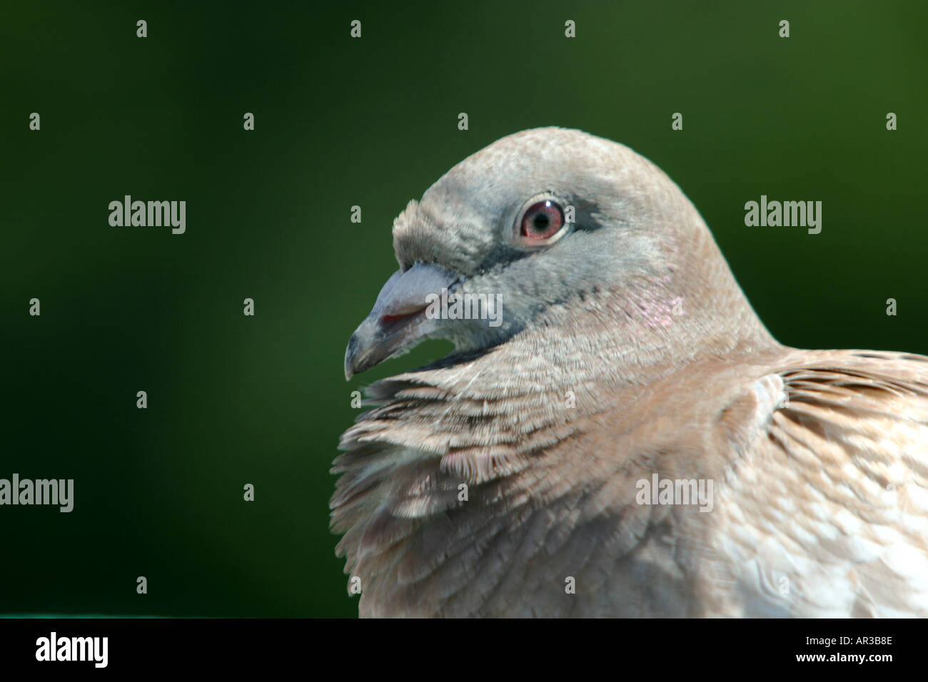 Curios pigeon hi-res stock photography and images - Alamy