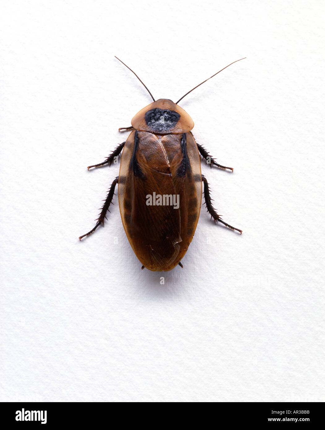 large specimen of cockroach Stock Photo - Alamy