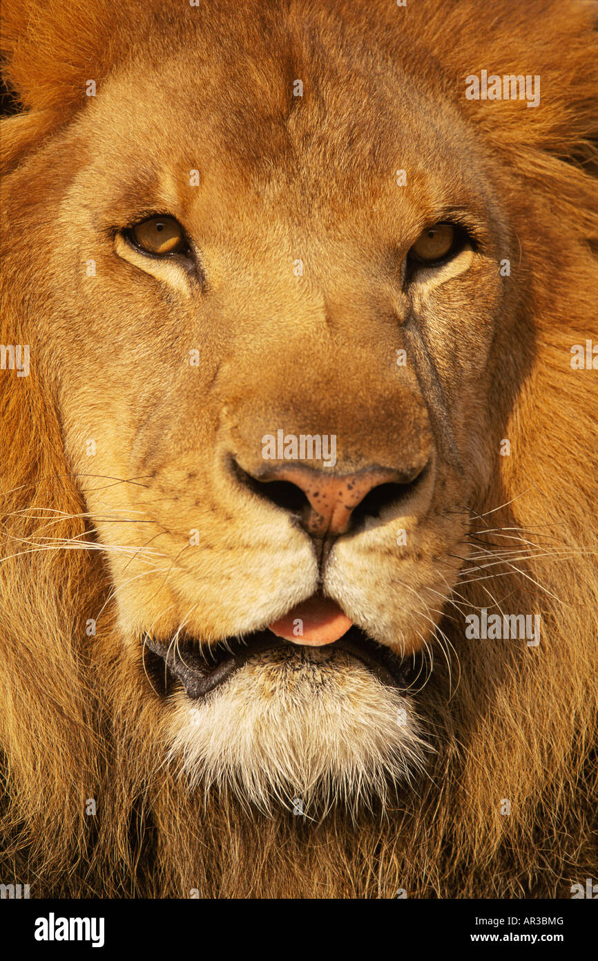 Lion facial expression hi-res stock photography and images - Alamy