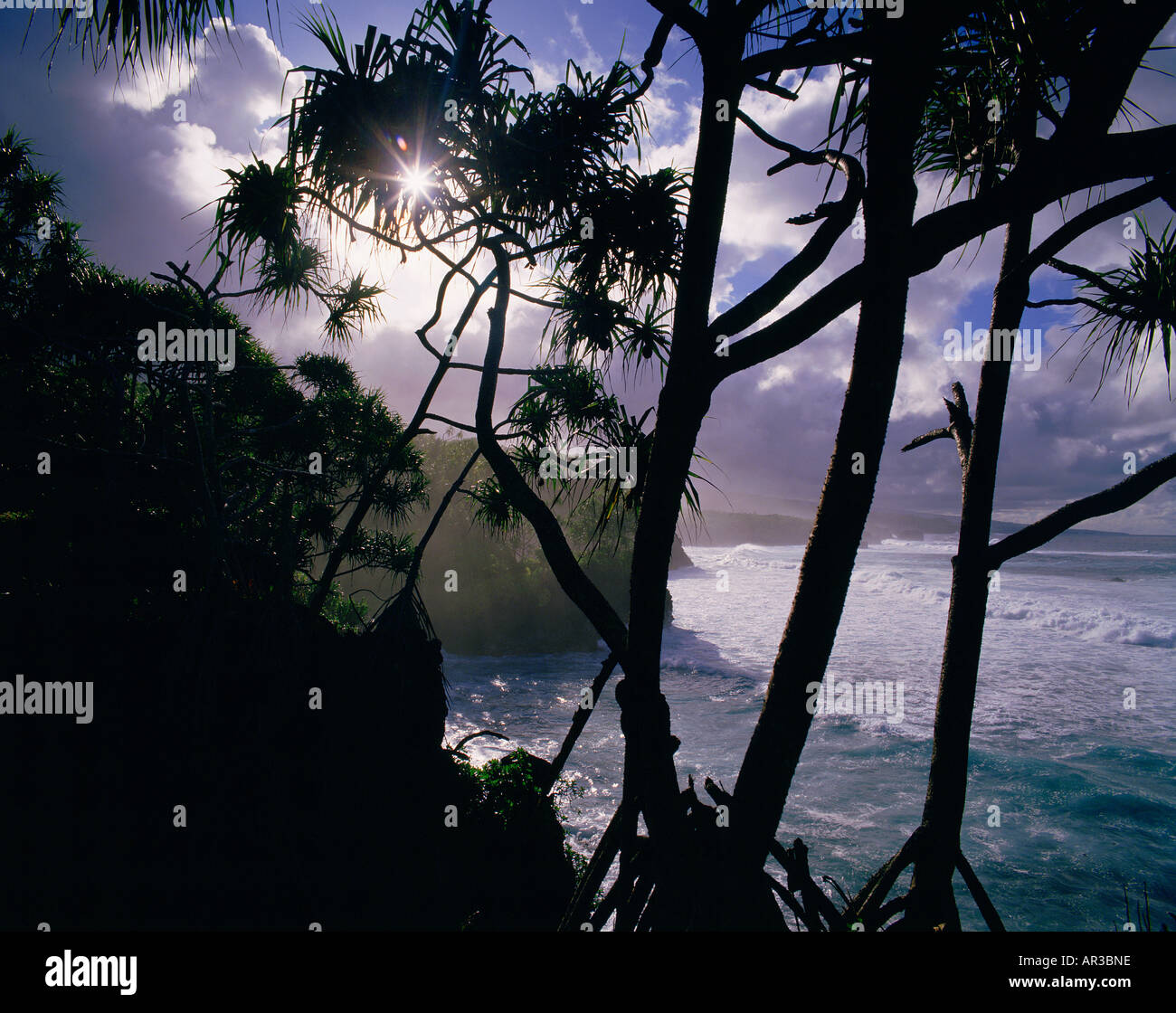Hala tree hawaii hi-res stock photography and images - Alamy