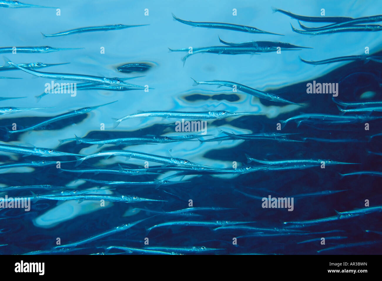 Needlefish hi-res stock photography and images - Alamy