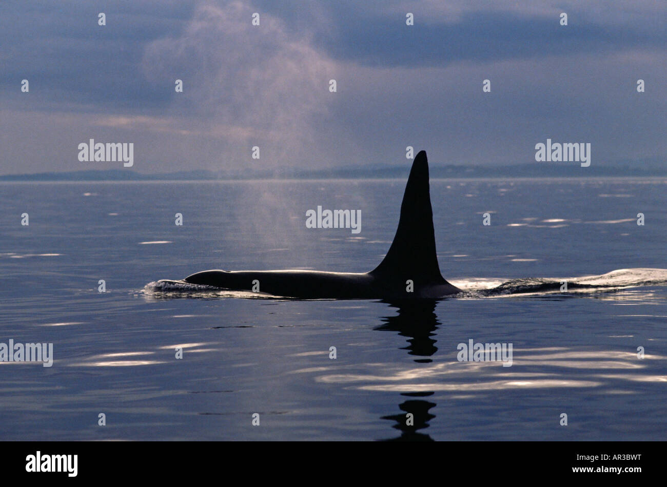 A killer whale surfacing Stock Photo - Alamy