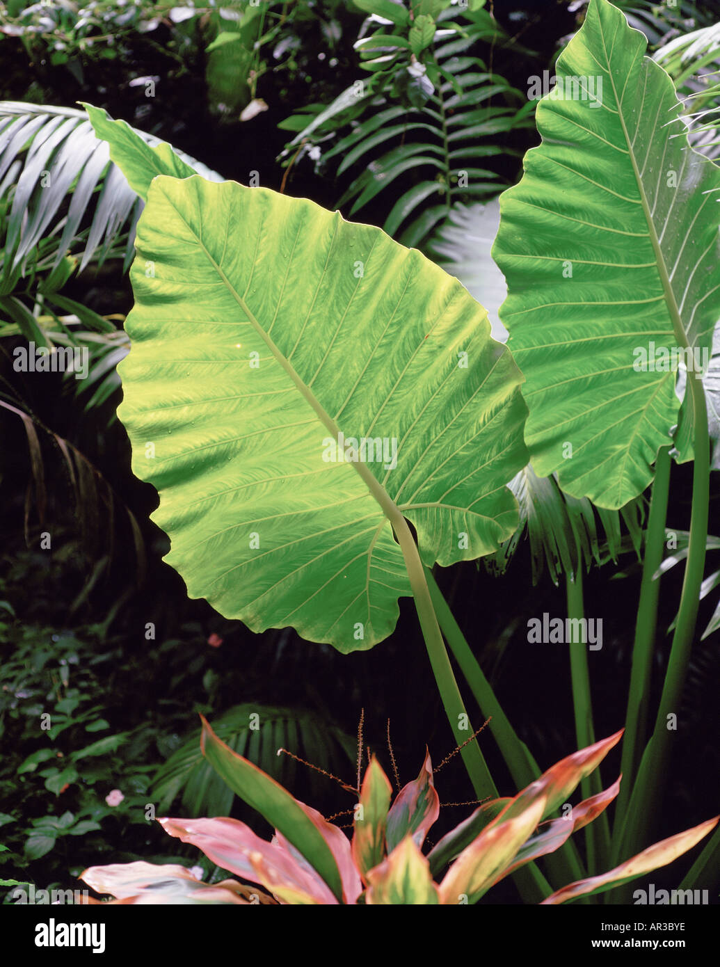 Giant taro plant Hawaii Stock Photo - Alamy