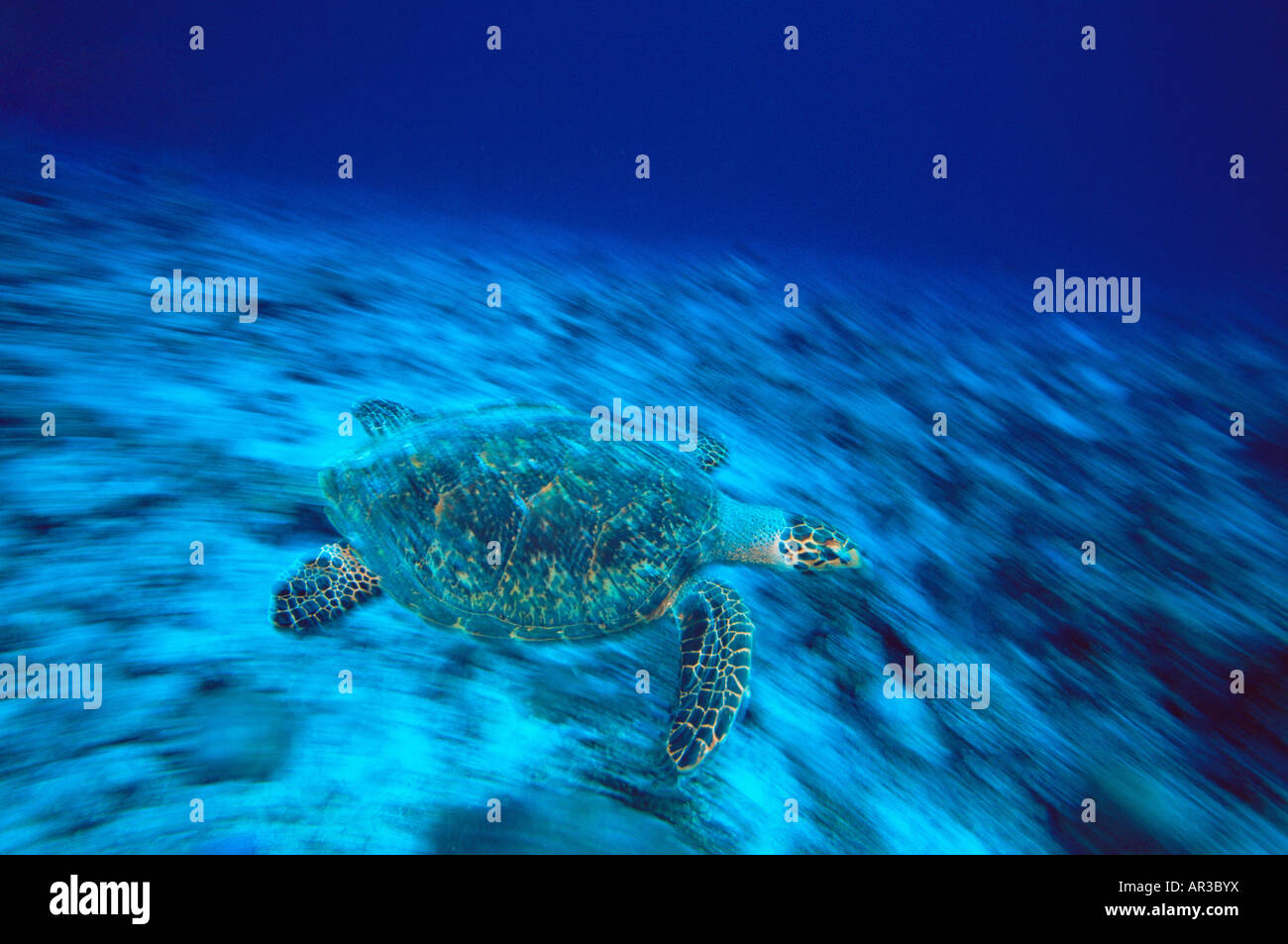 Hawksbill sea turtle Stock Photo - Alamy