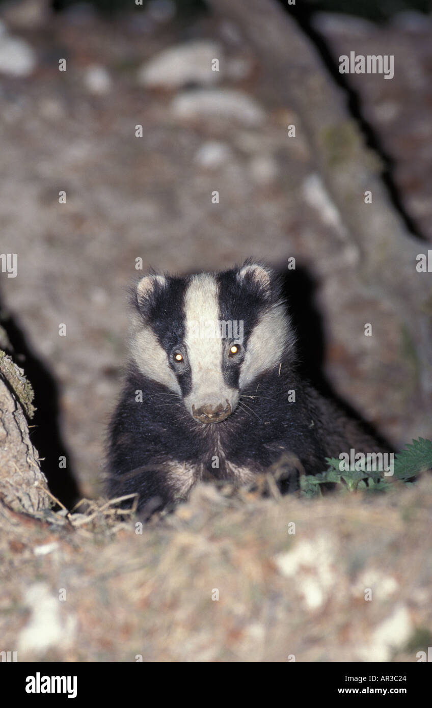 Boar badger hi-res stock photography and images - Alamy