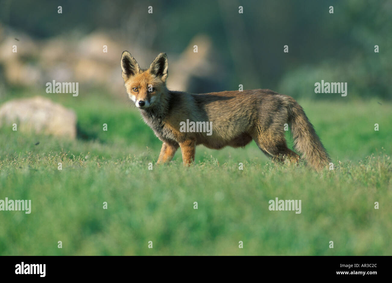 Red fox looking hi-res stock photography and images - Alamy