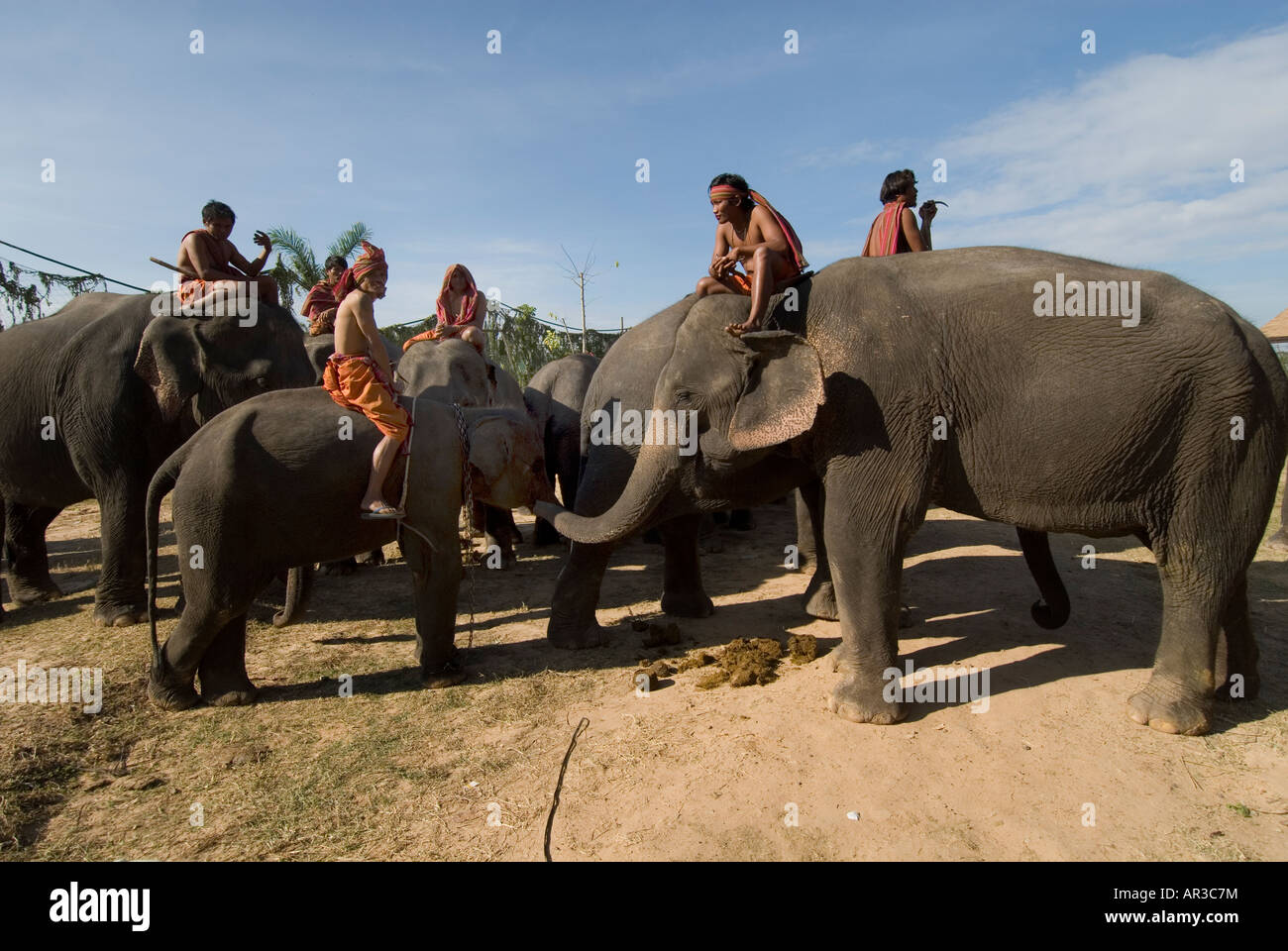 Surin Elephant roundup Thailand Stock Photo - Alamy