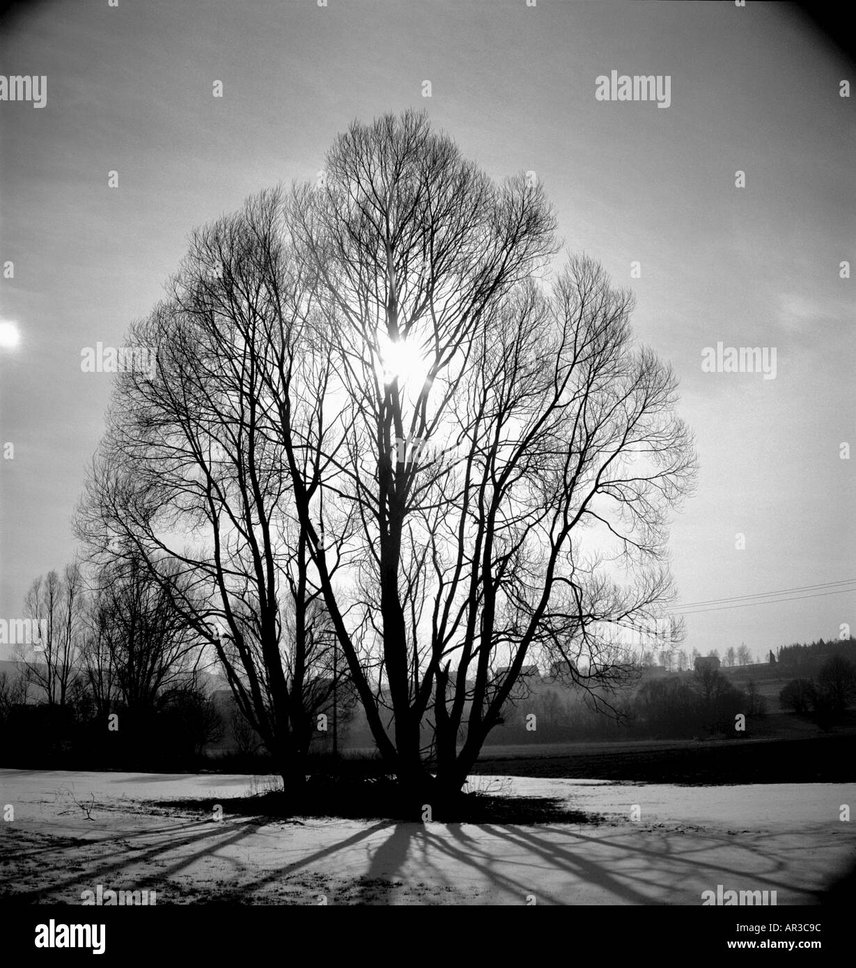 tree in backlite Stock Photo - Alamy