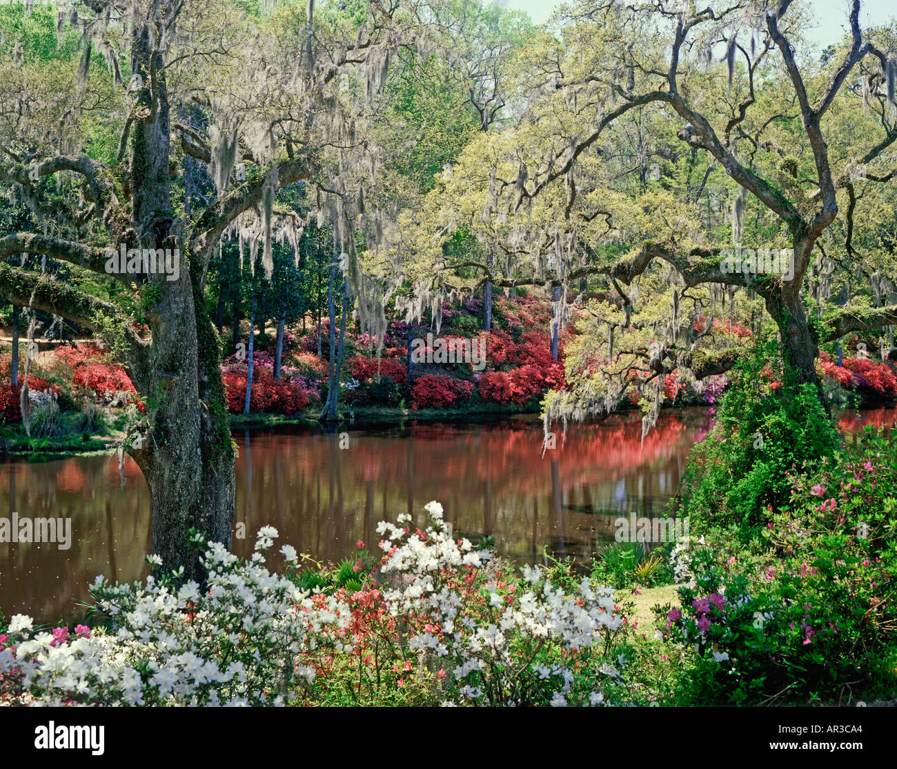 Middleton Place garden in Charleston South Carolina USA in spring Stock ...