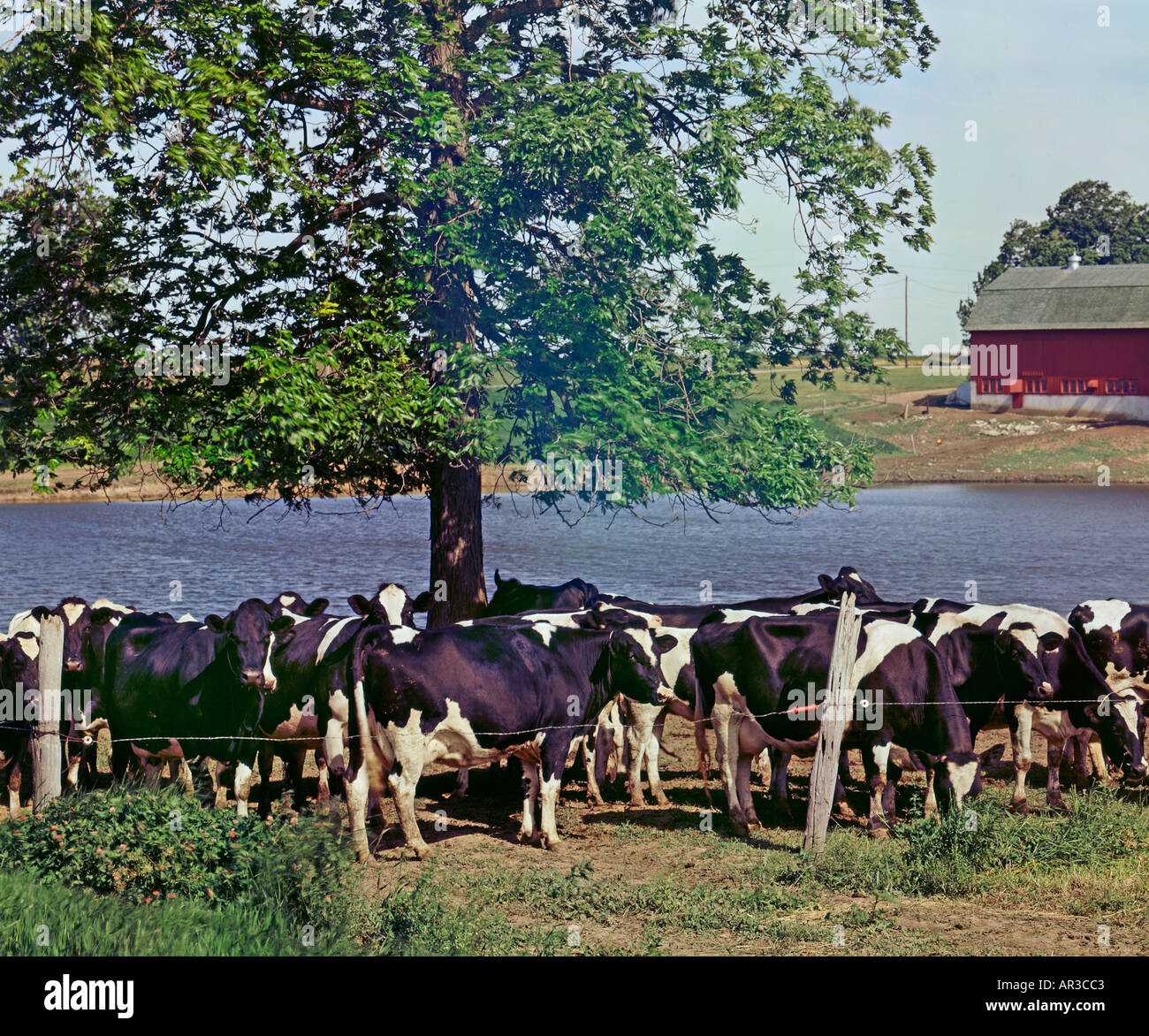 Wisconsin dairy farm silos barns hi-res stock photography and images ...