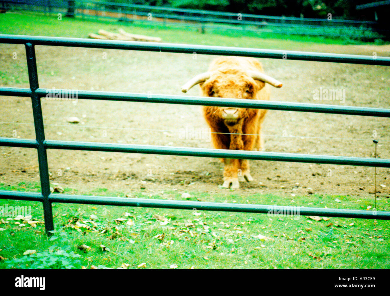 yak in a zoo Stock Photo - Alamy