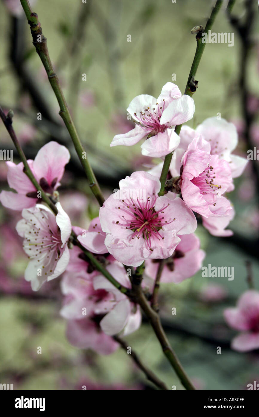 Morello tree hi-res stock photography and images - Alamy