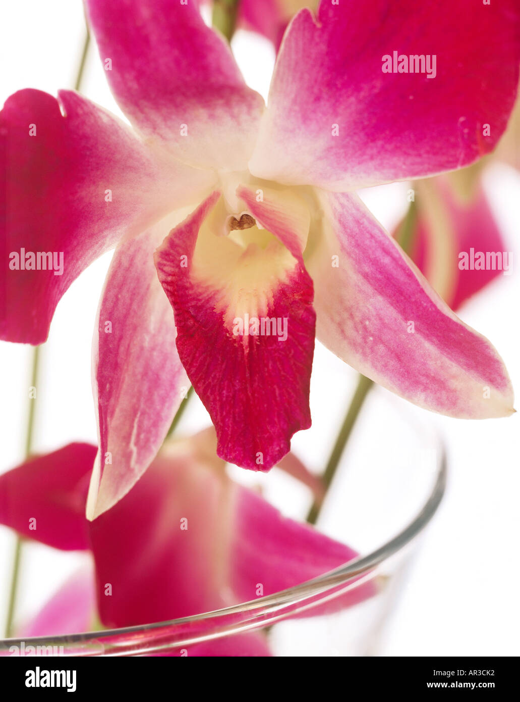 Variegated dendrobium orchid in vase on white background Stock Photo ...