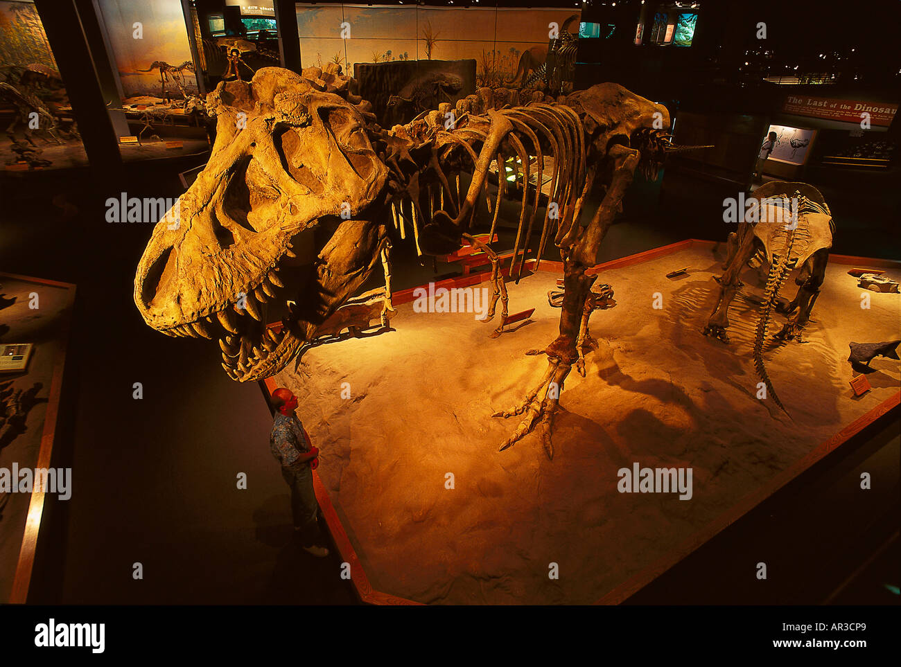 Tyrannosaurus Rex at Tyrell Museum, Drumheller Alberta, Canada Stock ...