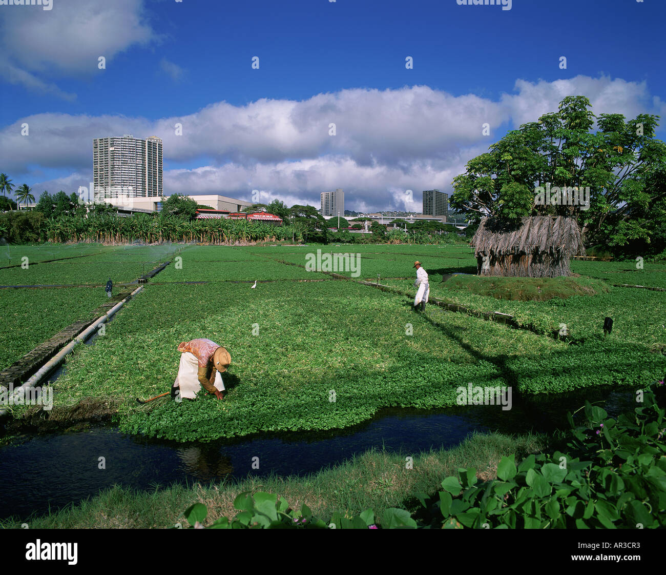 Pearlridge hawaii hi-res stock photography and images - Alamy