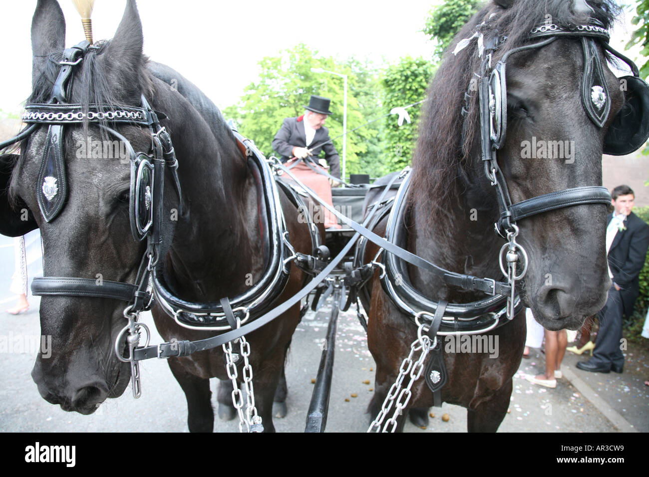 Two horses pulling a cart Stock Photo - Alamy