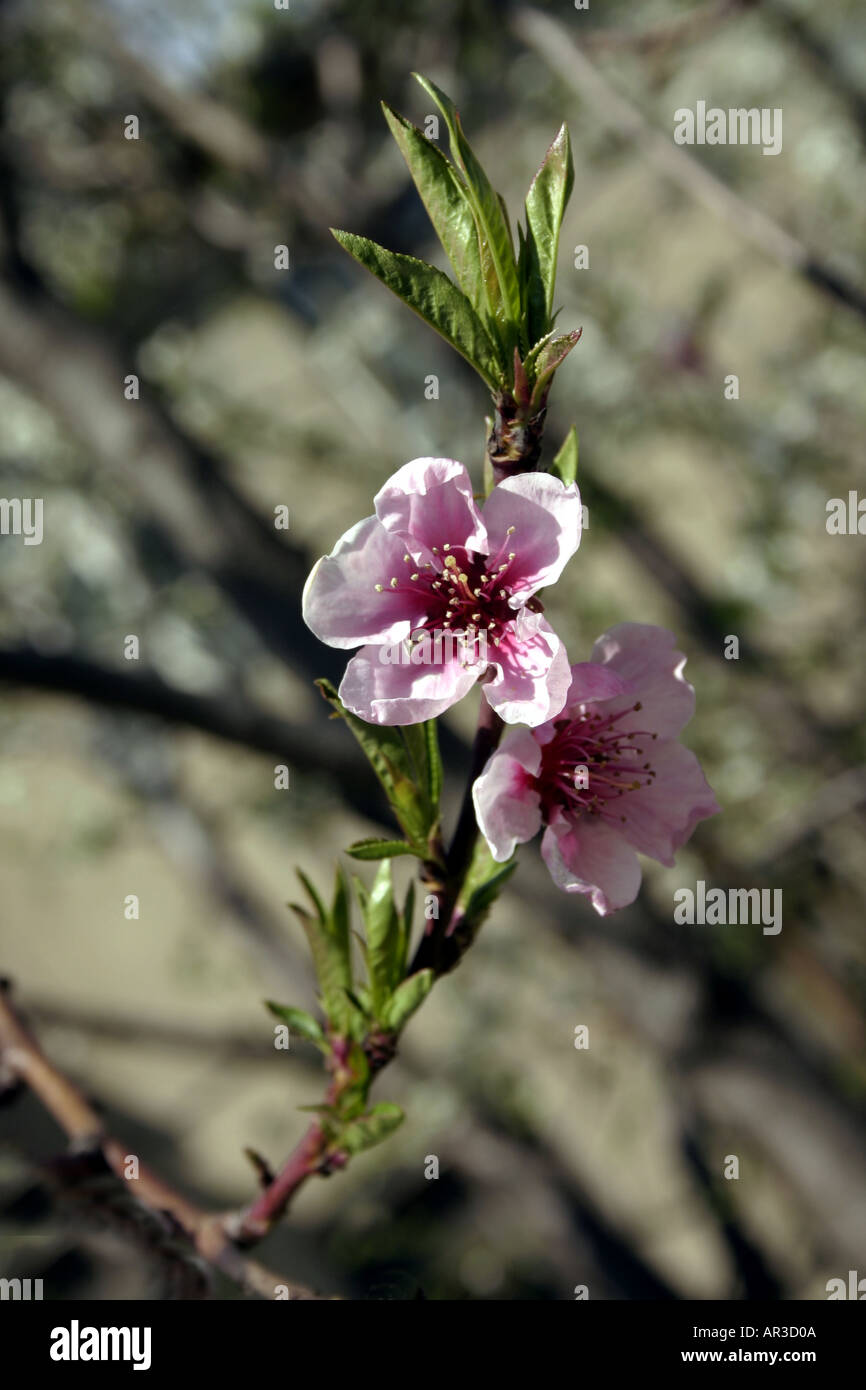 Morello cherry trees hi-res stock photography and images - Alamy