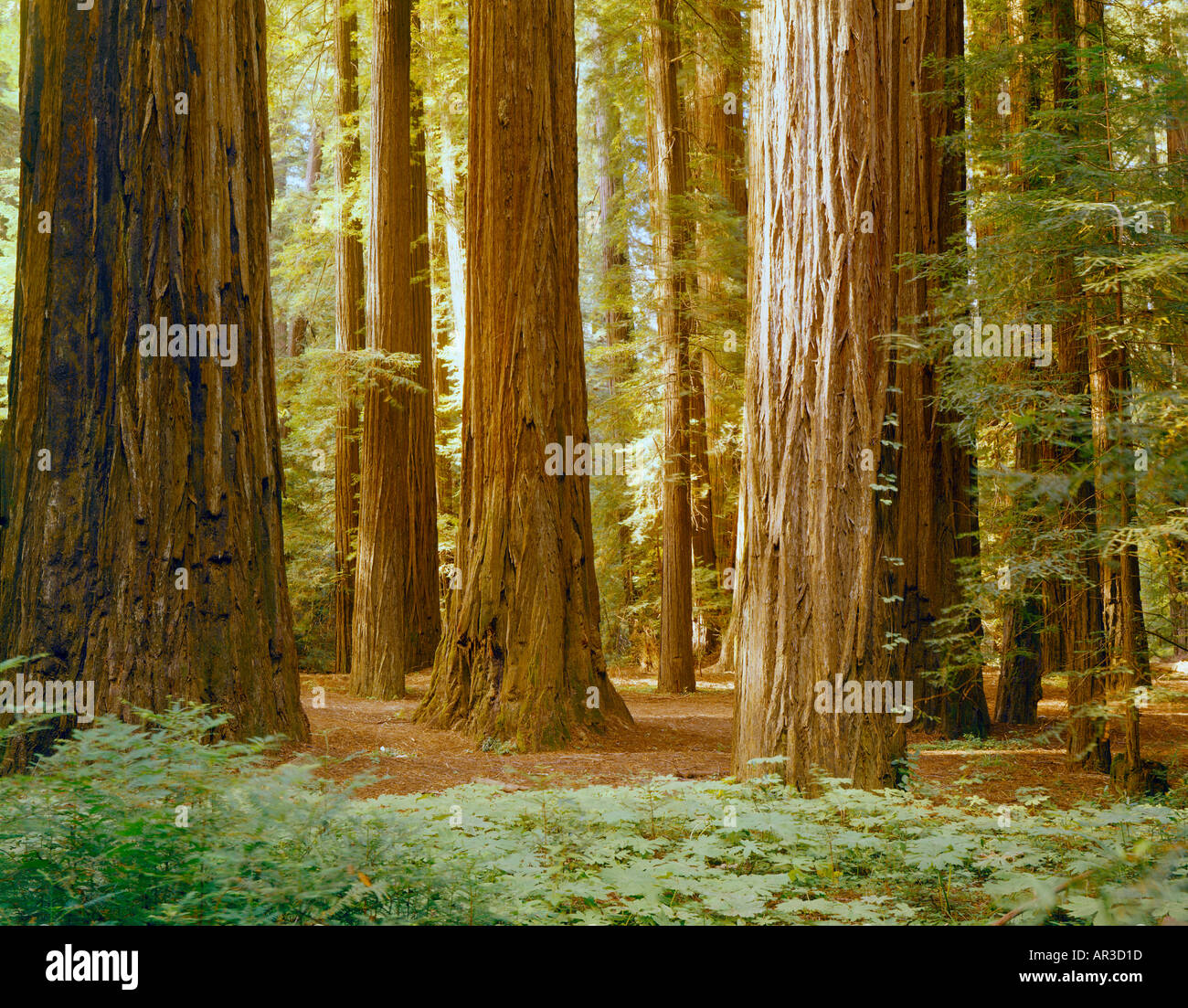 Logging lumber redwood hi-res stock photography and images - Alamy