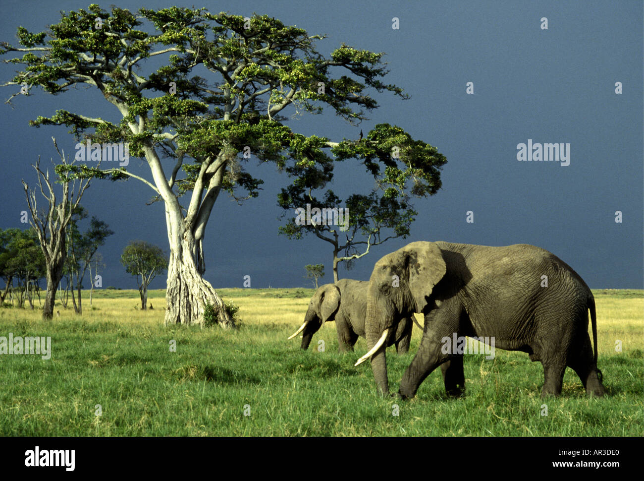 African elephant behind tree hi-res stock photography and images - Alamy