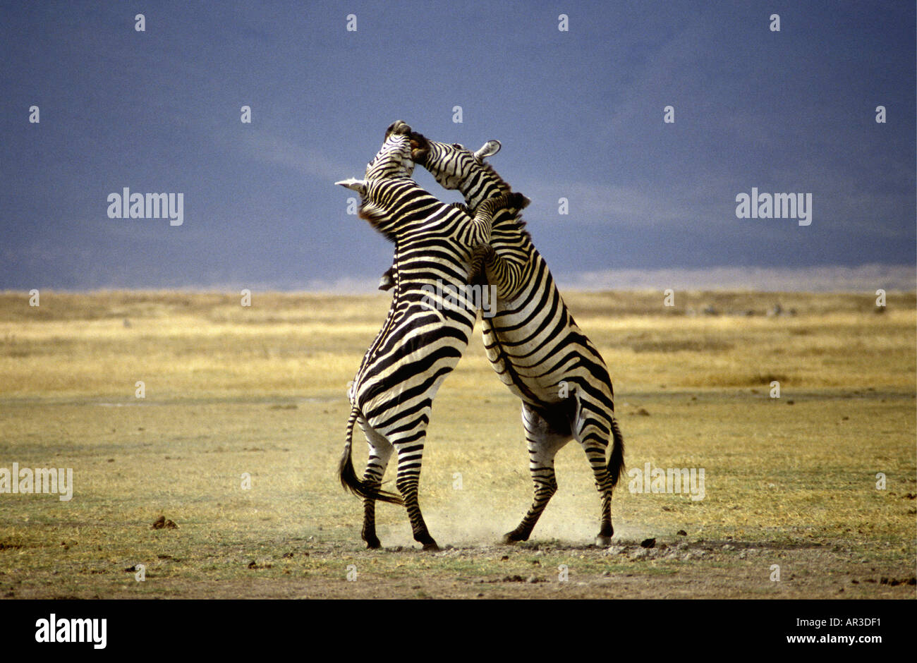 Two Common Zebra stand on their hind legs to fight and bite each other ...