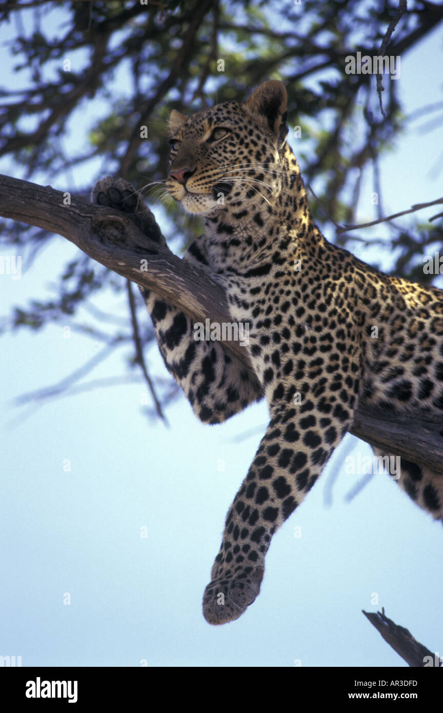 Leopard relaxing in the branches of a tree Stock Photo - Alamy