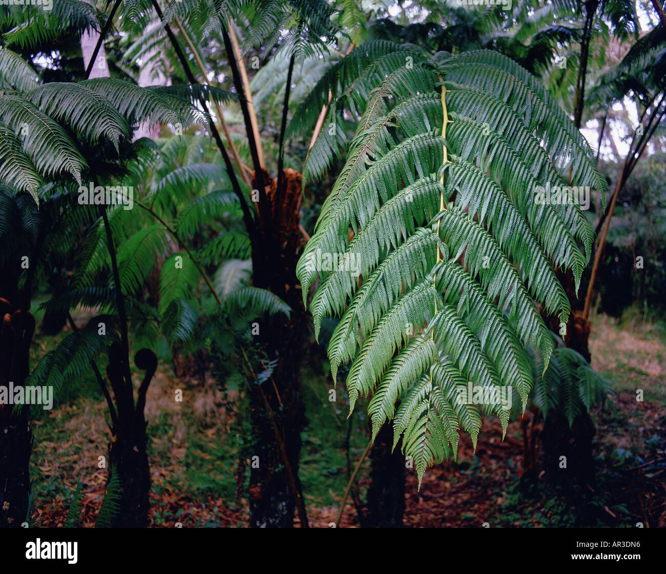 Ama’u fern hi-res stock photography and images - Alamy