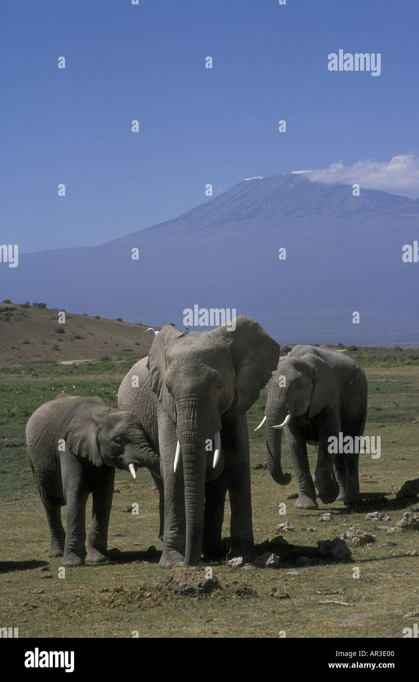 Female elephant with young calves in Amboseli National Park Kenya East ...