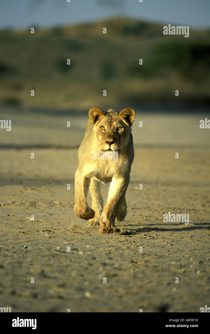 Mature lioness charging towards the camera Kalahari Gemsbok National Park South Africa Stock ...